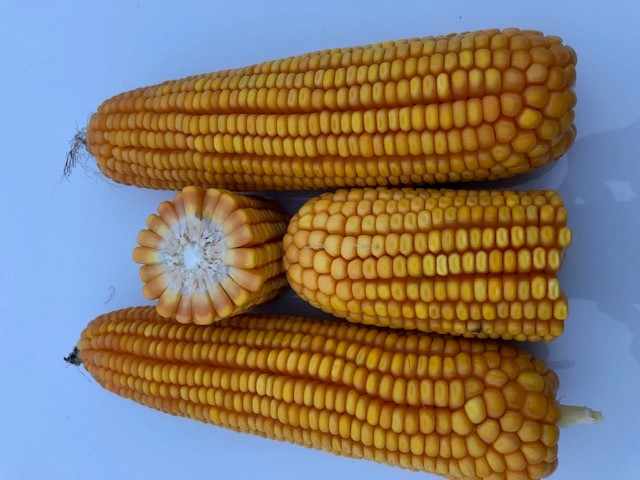 Waxy corn, crisp performance | CRISPeR FRENZY