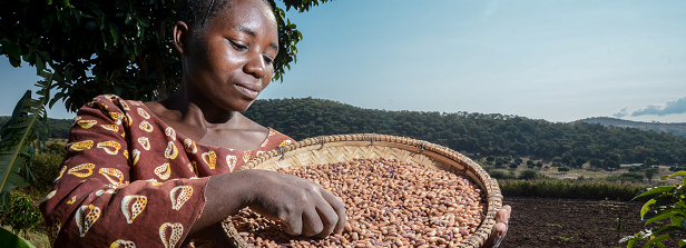 Genome editing for smallholder farmers | CRISPeR FRENZY