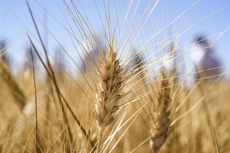 Wheat science and the climate crisis | CRISPeR FRENZY